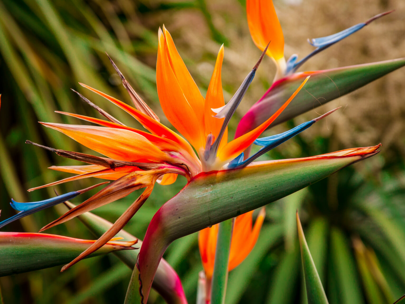 15 Architectural Plants To Watch Out For | ModularWalls