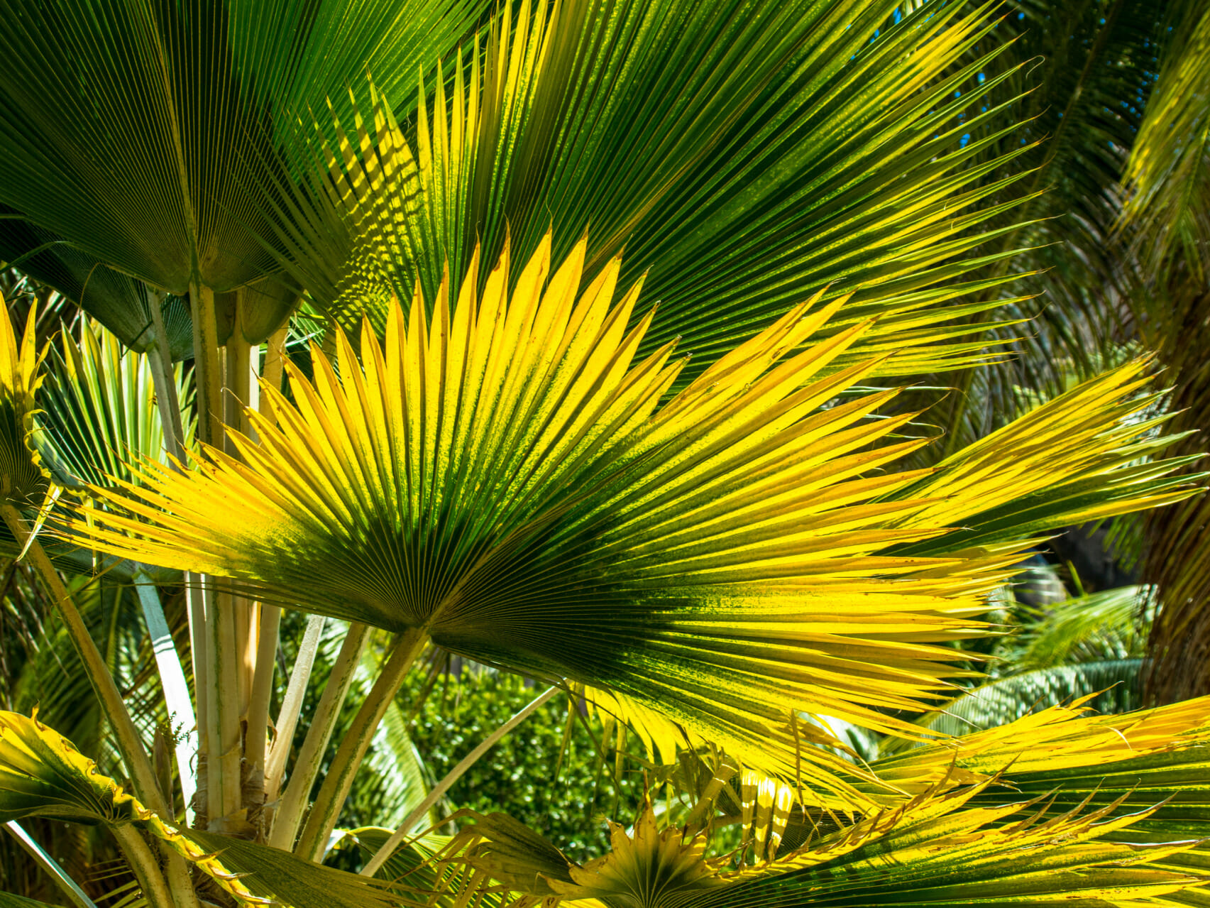 15 Architectural Plants To Watch Out For | ModularWalls