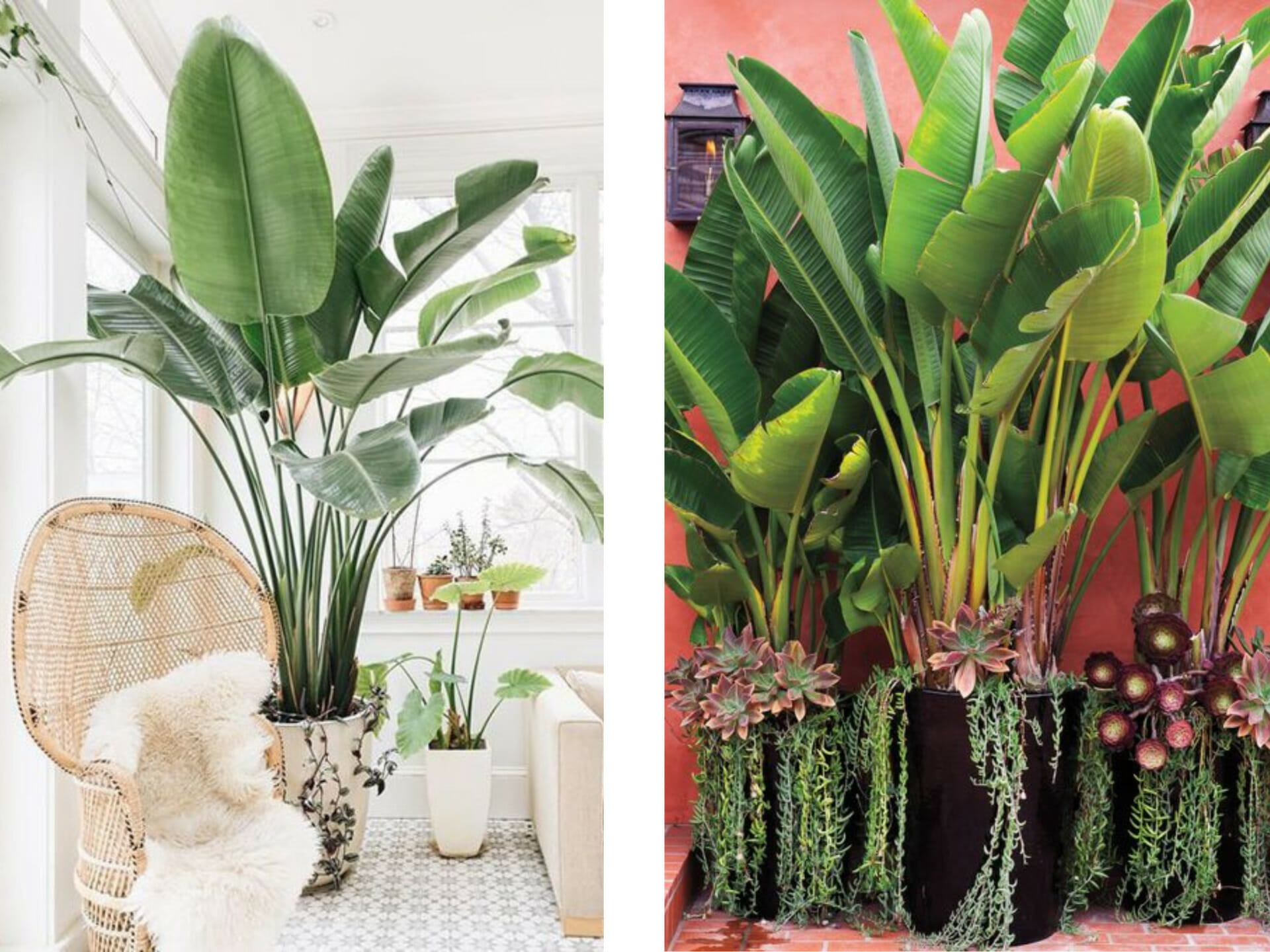 Pot Plant Pots – Design Trend of The Month | ModularWalls