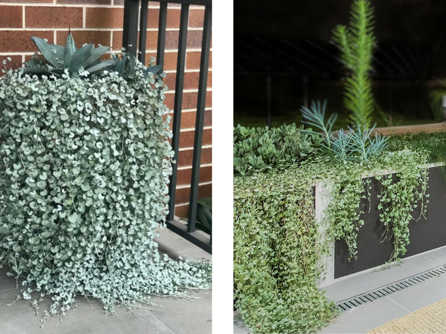 Pot Plant Pots – Design Trend of The Month | ModularWalls