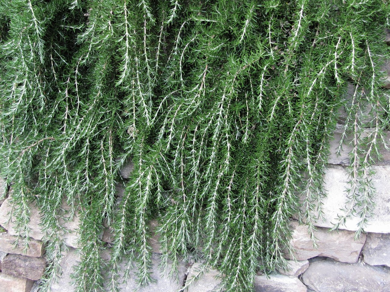 5 Cascading Plants for Retaining Walls | ModularWalls