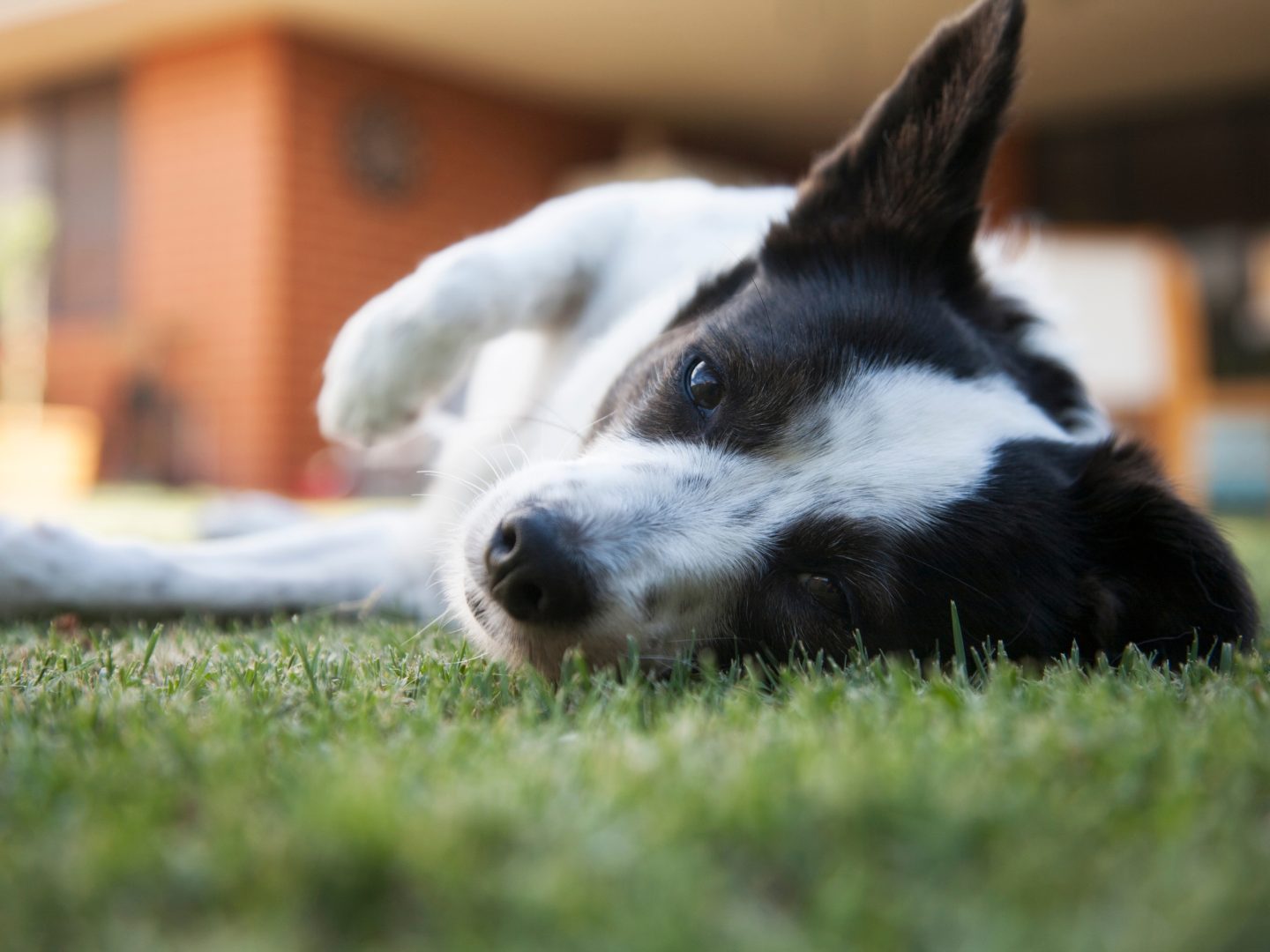 How to Reduce Dog Noise in your Yard | ModularWalls